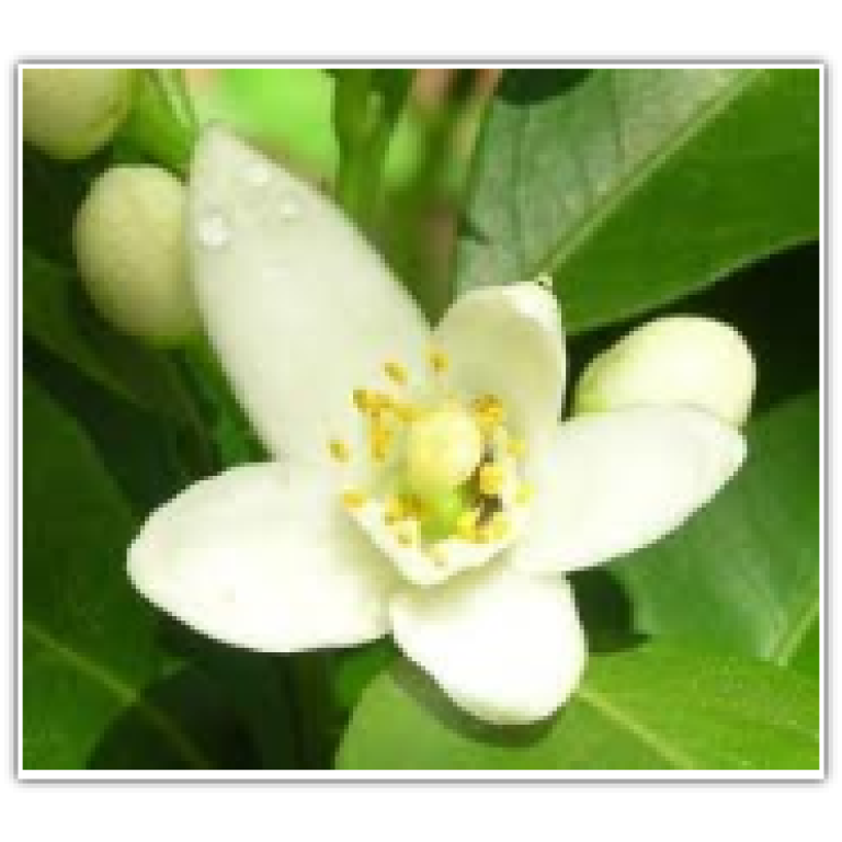 Tei-Fu Essential Oil Blend | The Oil Shoppe